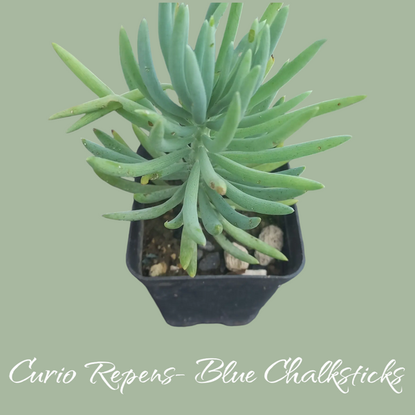 Curio repens (Blue Chalksticks) – Succulents.pk
