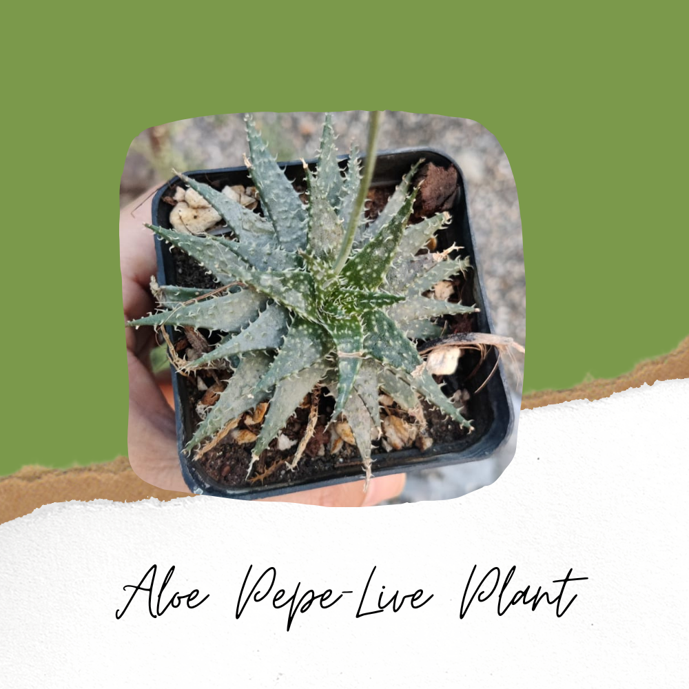 Aloe Pepe – Succulents.pk