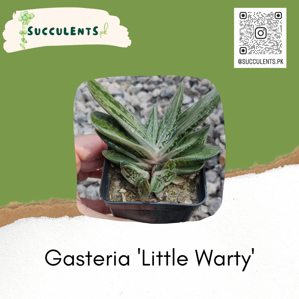 Gasteria 'Little Warty' – Succulents.pk