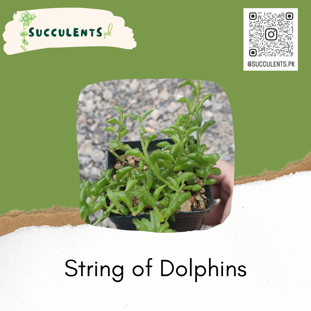 String of Dolphins – Succulents.pk